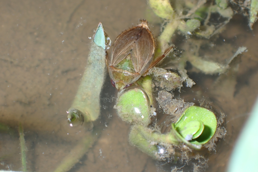 Diplonychus rusticus in March 2022 by Yui Hong Chiu · iNaturalist