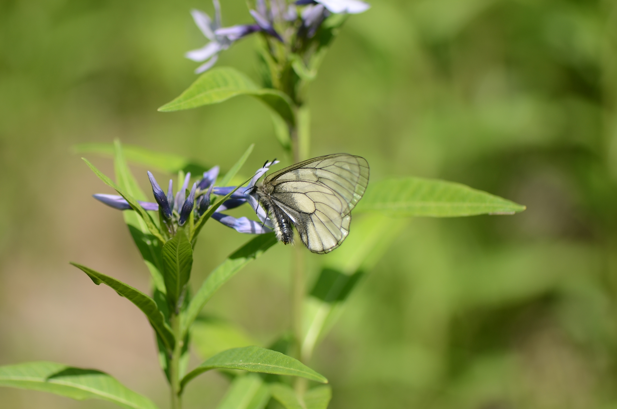 Parnassius stubbendorfii Ménétriés, 1849