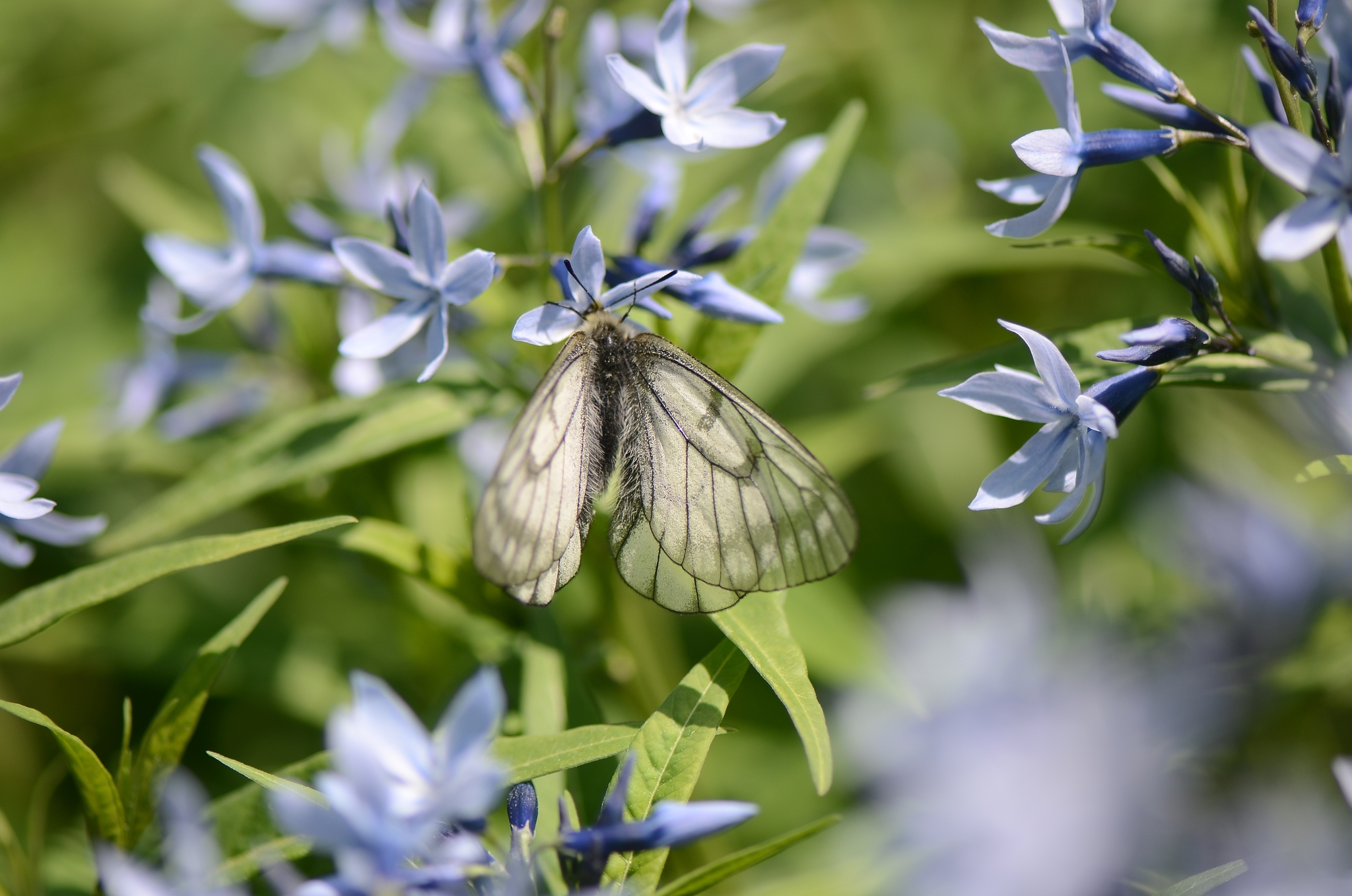 Parnassius stubbendorfii Ménétriés, 1849