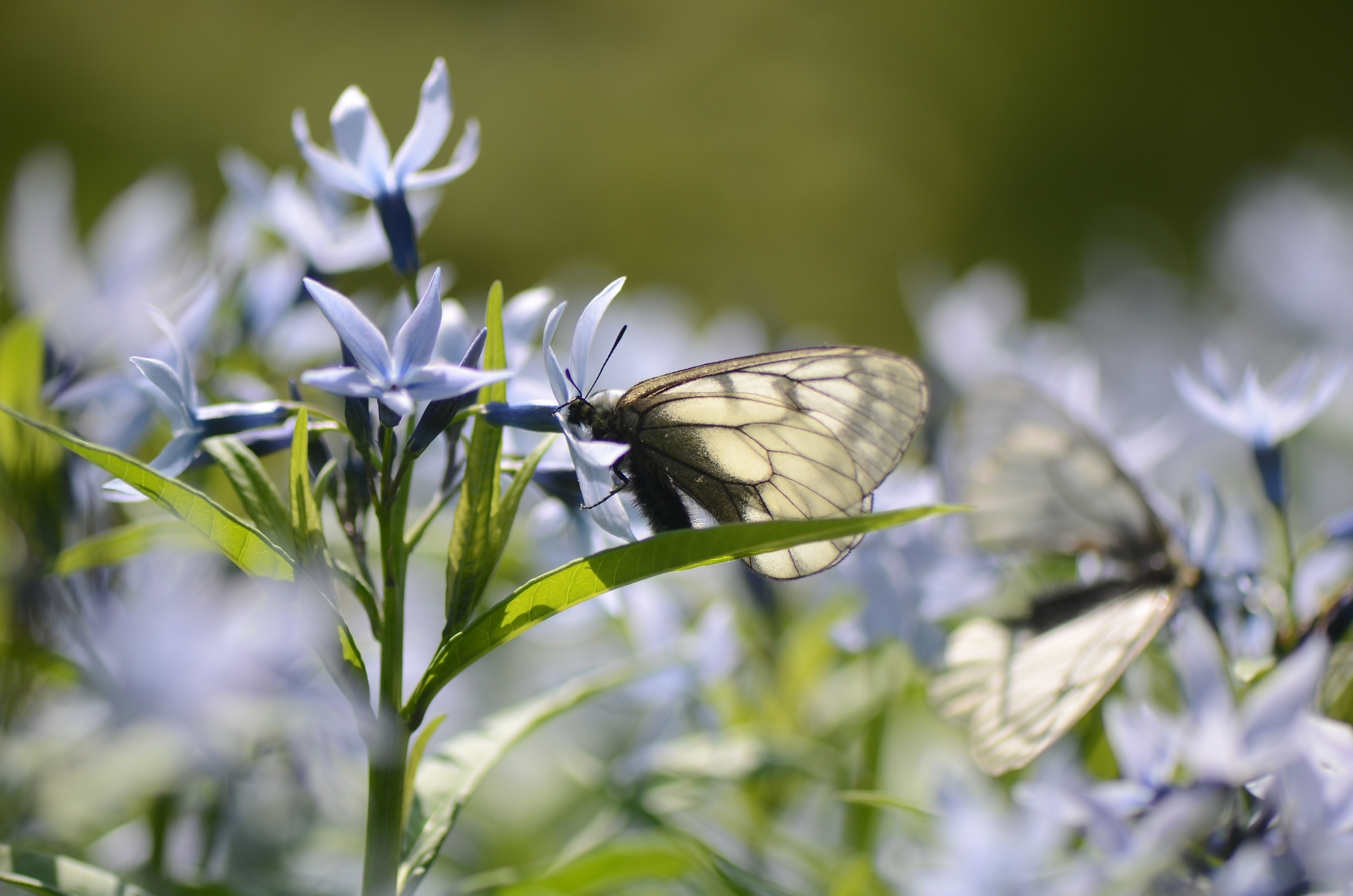 Parnassius stubbendorfii Ménétriés, 1849