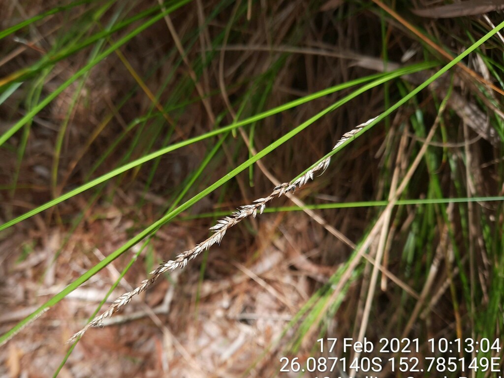Southern Cutty Sedge from Goomboorian QLD 4570, Australia on February ...