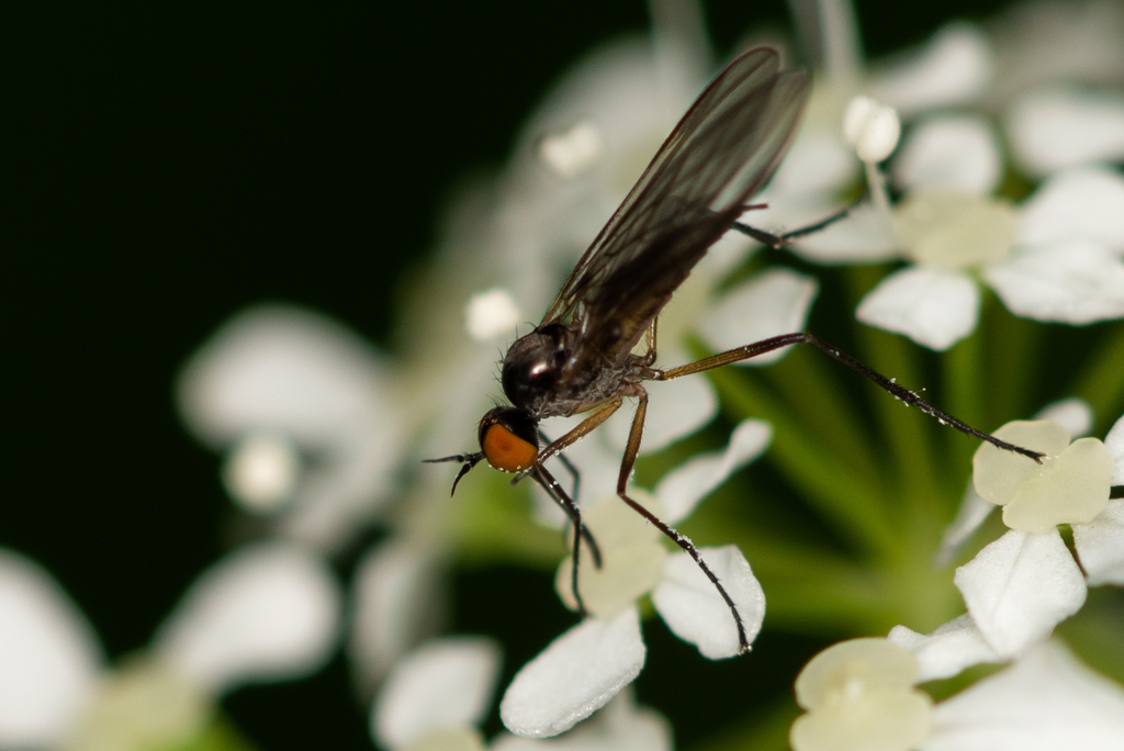 Dance Flies from Королёв, Московская обл., Россия on June 18, 2022 at ...