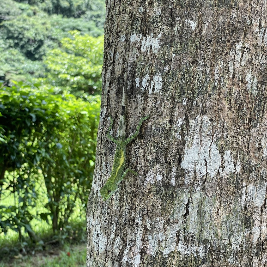 Diploderma polygonatum polygonatum in June 2022 by Takaaki Hattori ...