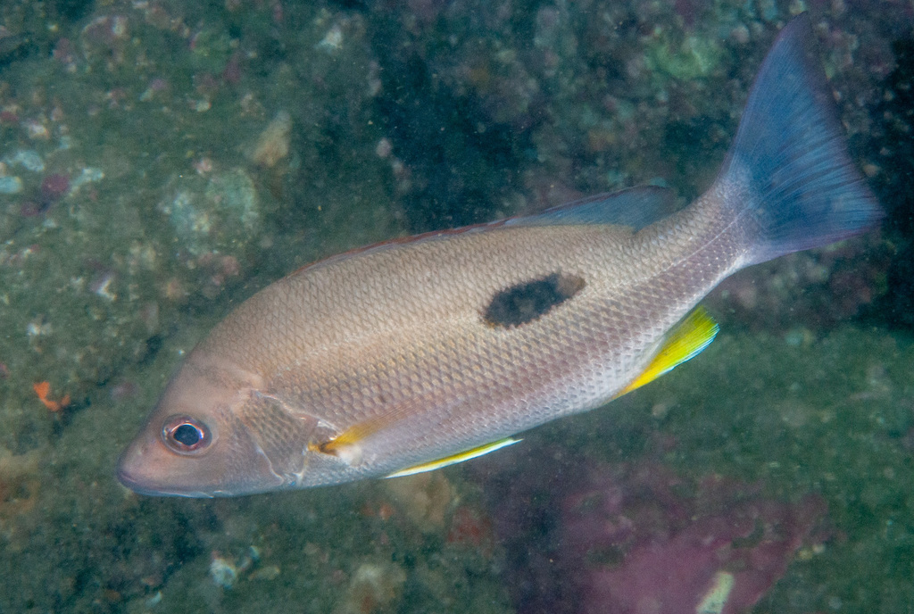 Moses' Snapper (Lutjanus russellii) - Marine Life Identification