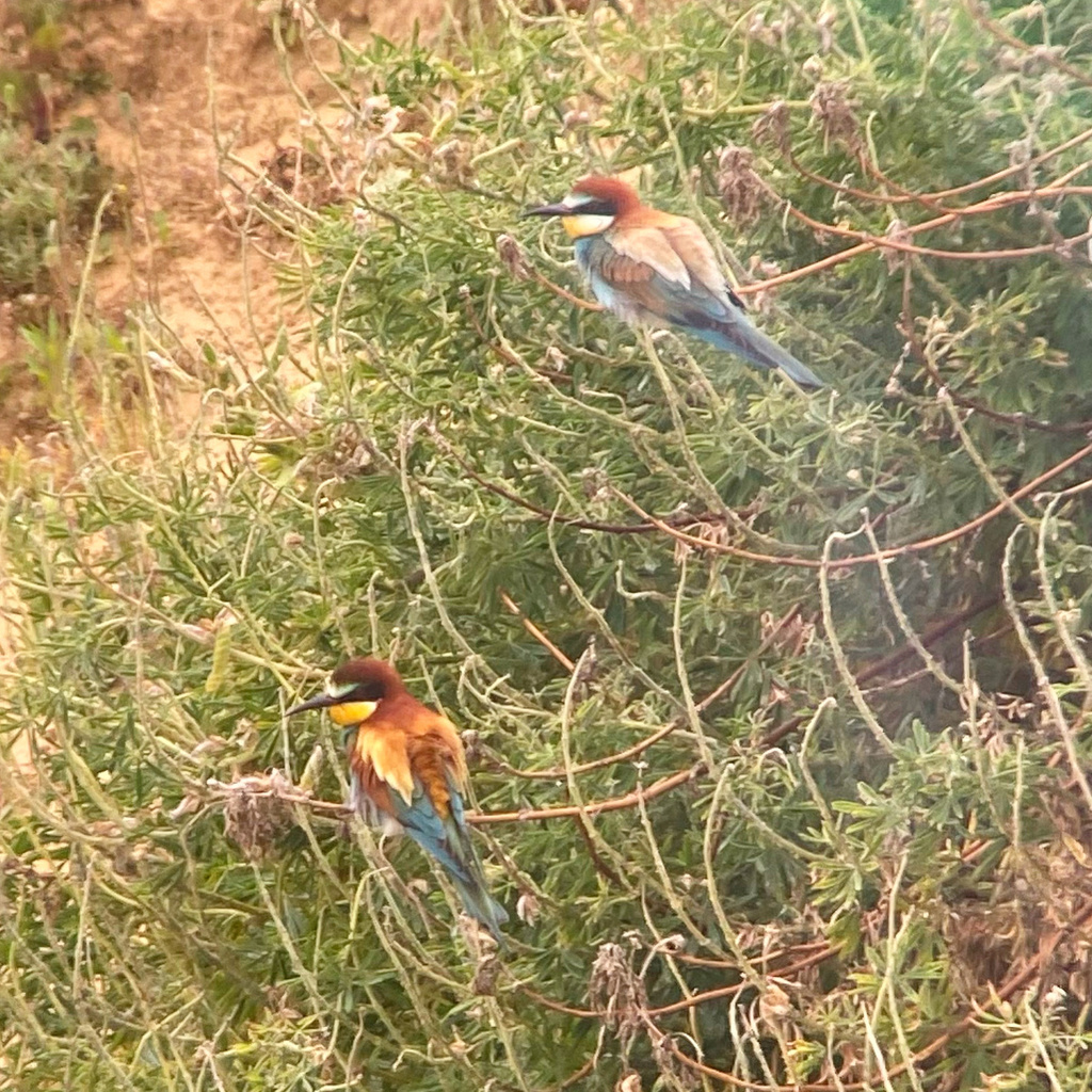 European Bee-eater from Norfolk Coast Partnership, Norwich, England, GB ...