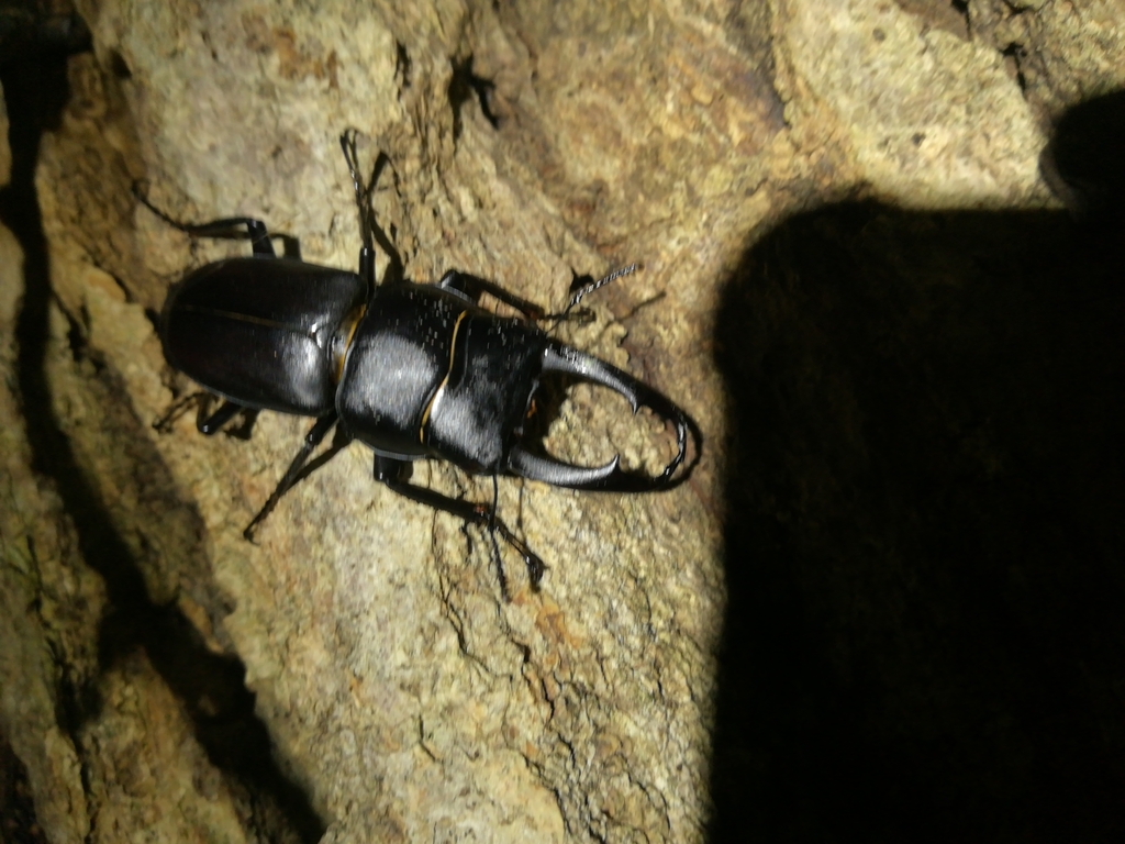 Dorcus rectus rectus from 日本 〒606-8451 on June 17, 2022 at 09:41 PM by ...