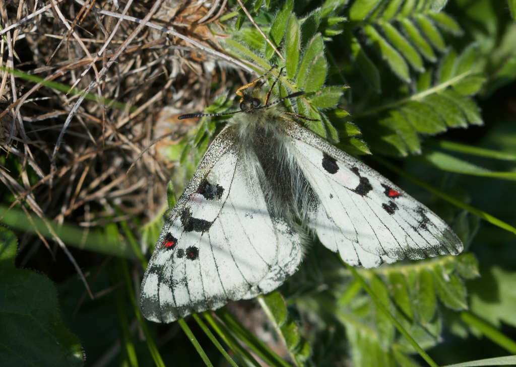 Parnassius bremeri from Mentougou District, Beijing, China on June 17 ...