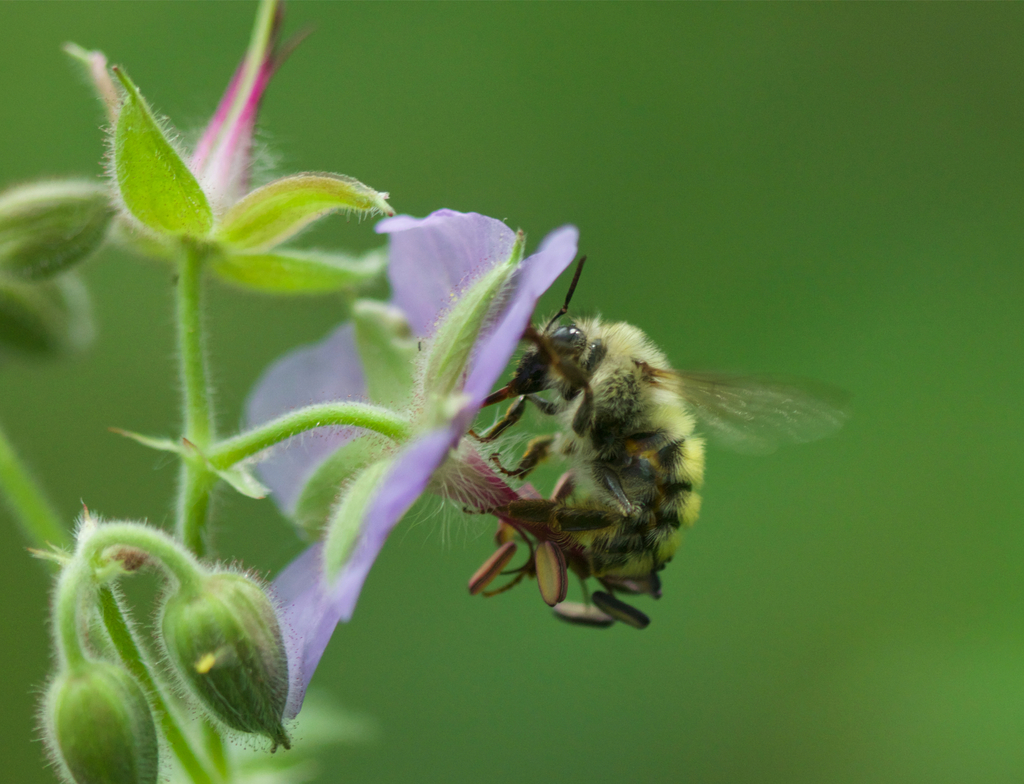 Dark-legged Bumble Bee from Mentougou District, Beijing, China on June ...
