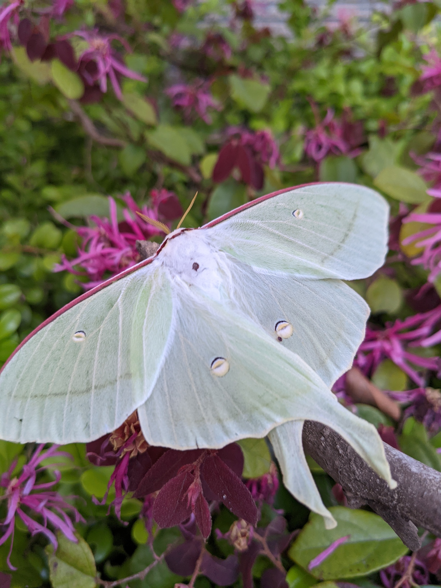 Actias aliena Butler, 1879