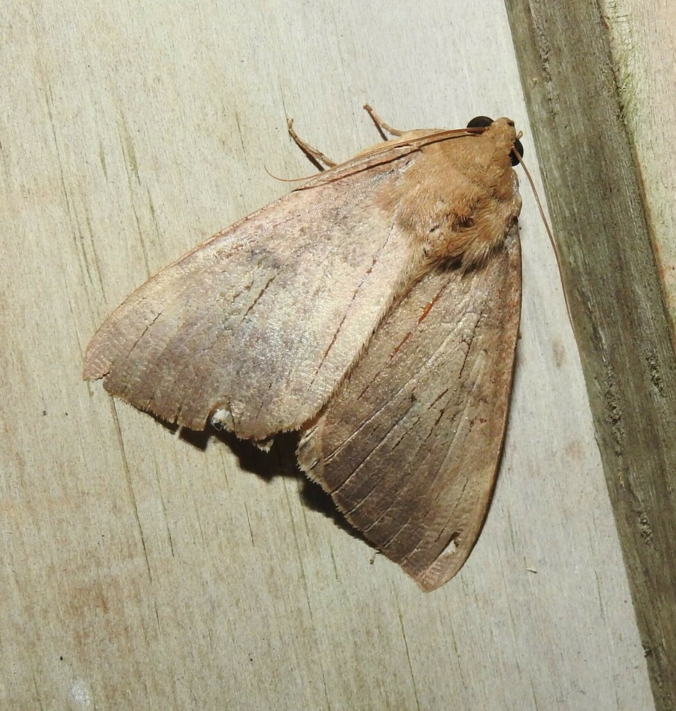 Castor Semi-looper from Russell, New Zealand on June 18, 2022 at 09:32 ...