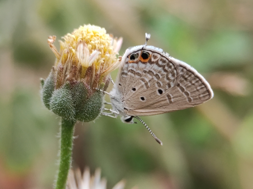 Small Cupid from Paria, Gujarat, India on May 16, 2022 at 06:42 AM by ...