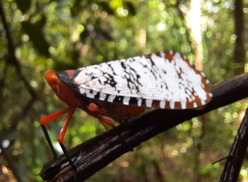 Aphaena dissimilis · iNaturalist