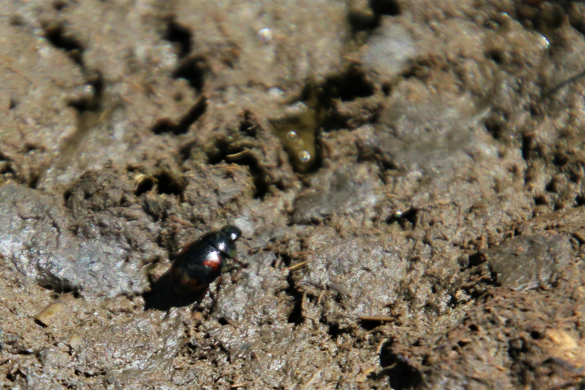 Sphaeridium scarabaeoides (Linnaeus, 1758)