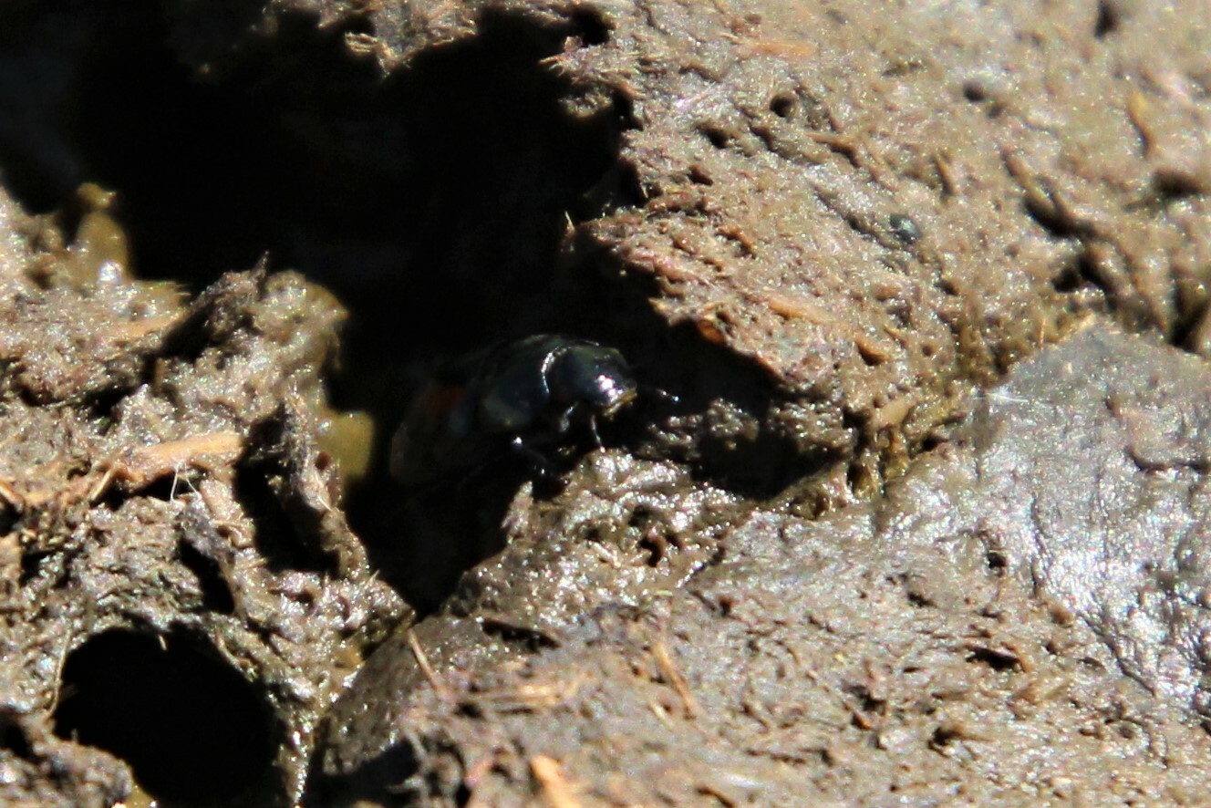 Sphaeridium scarabaeoides (Linnaeus, 1758)