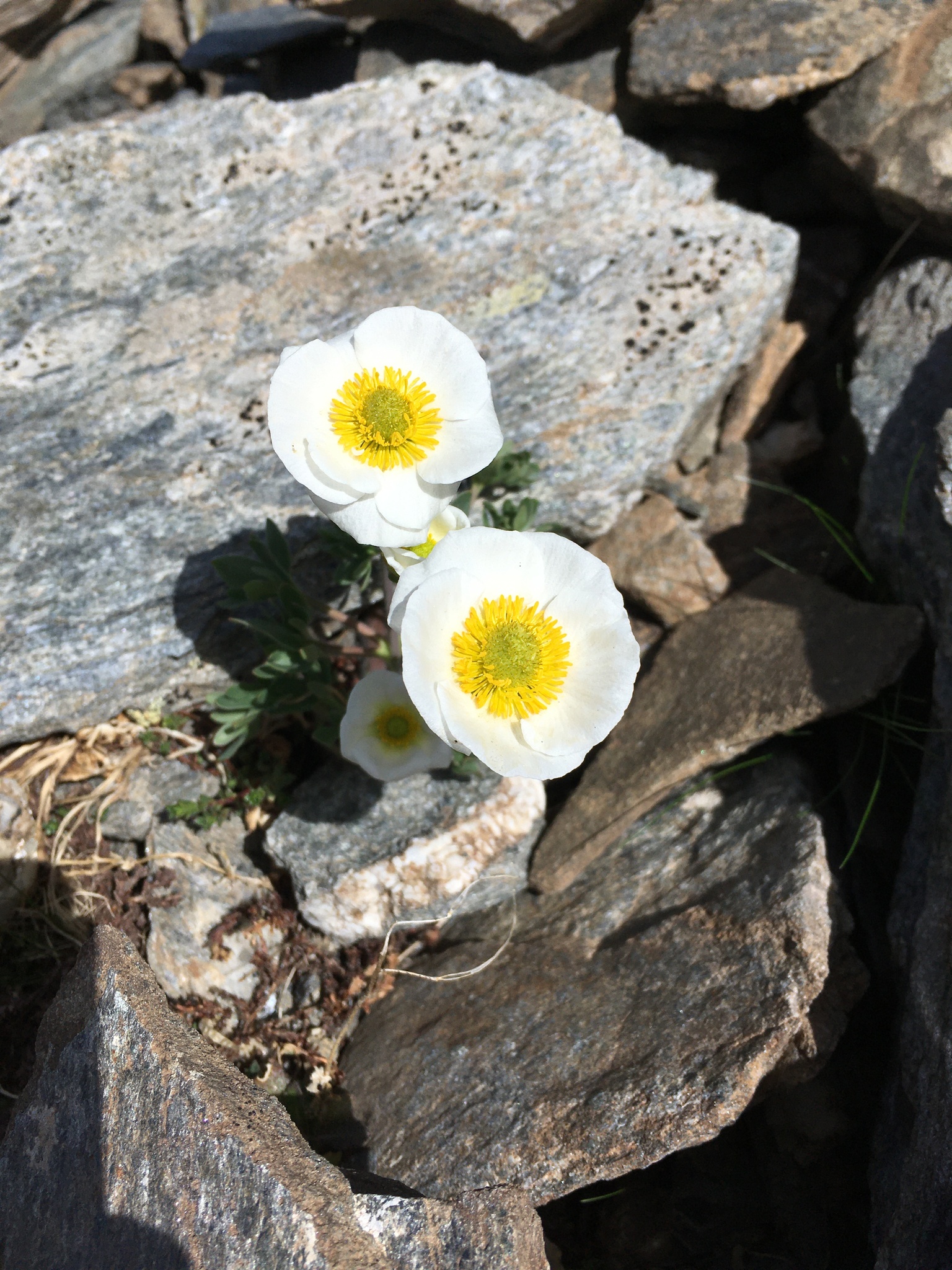 Ranunculus glacialis L.