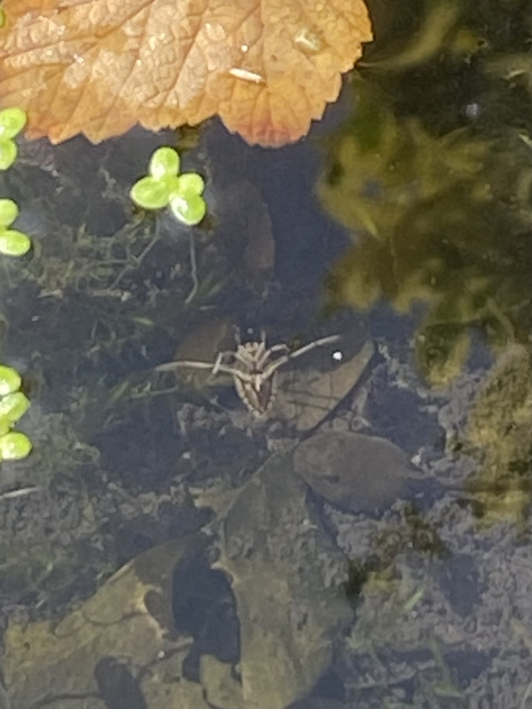 Water Bugs from Wycliffe Ave, Northallerton, England, GB on June 18 ...