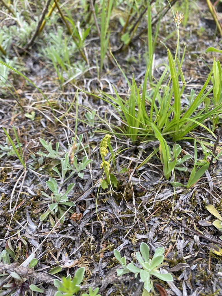 common moonwort from Пудостьское, Ленинградская область, RU on June 18 ...