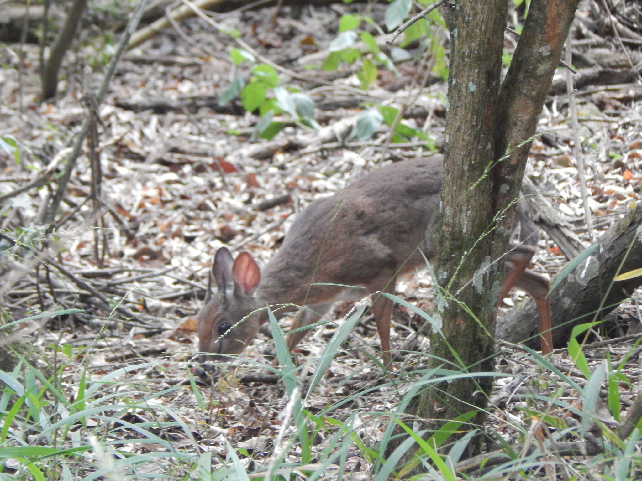 Neotragus moschatus (Von Dueben, 1846)