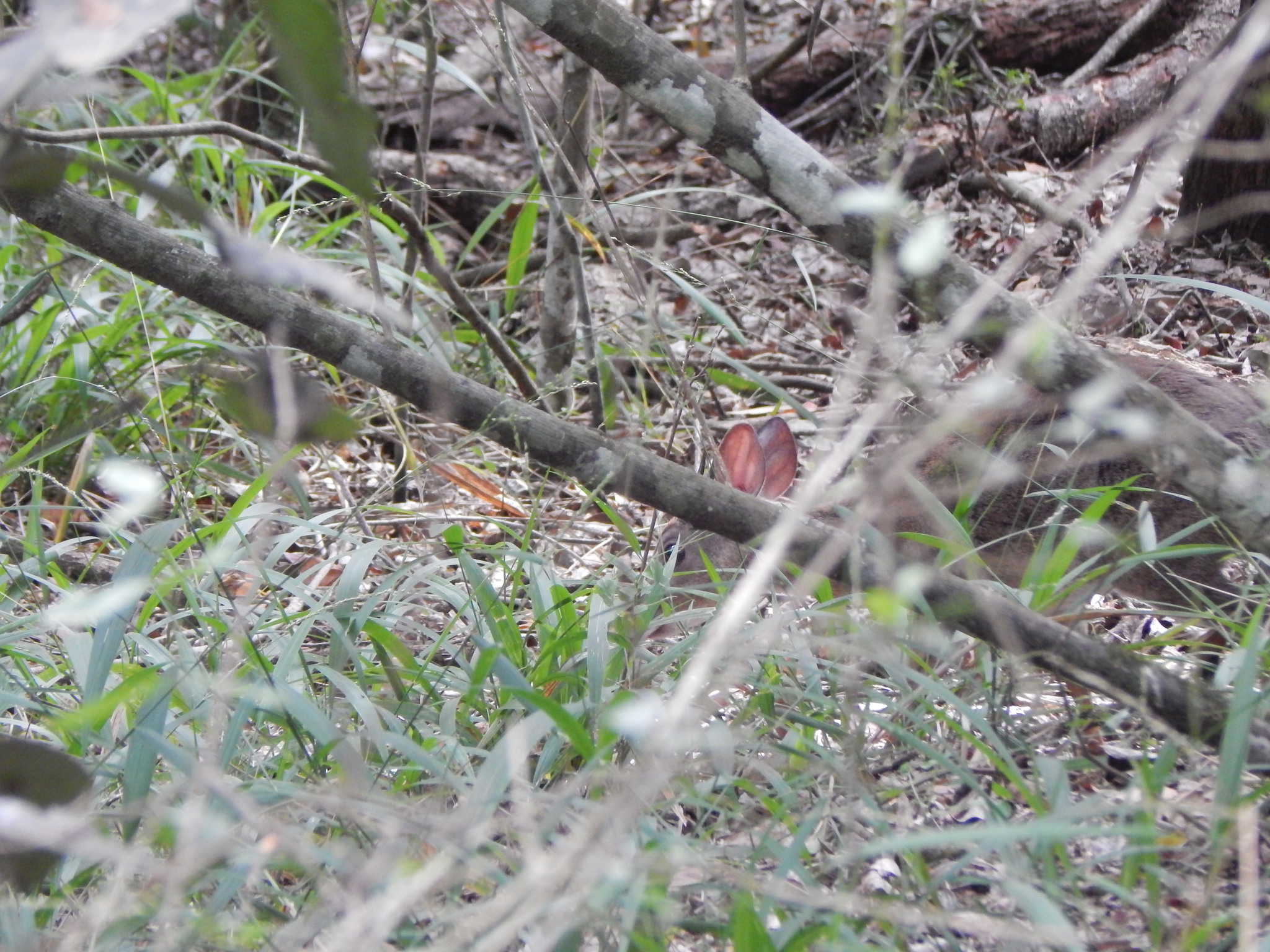 Neotragus moschatus (Von Dueben, 1846)