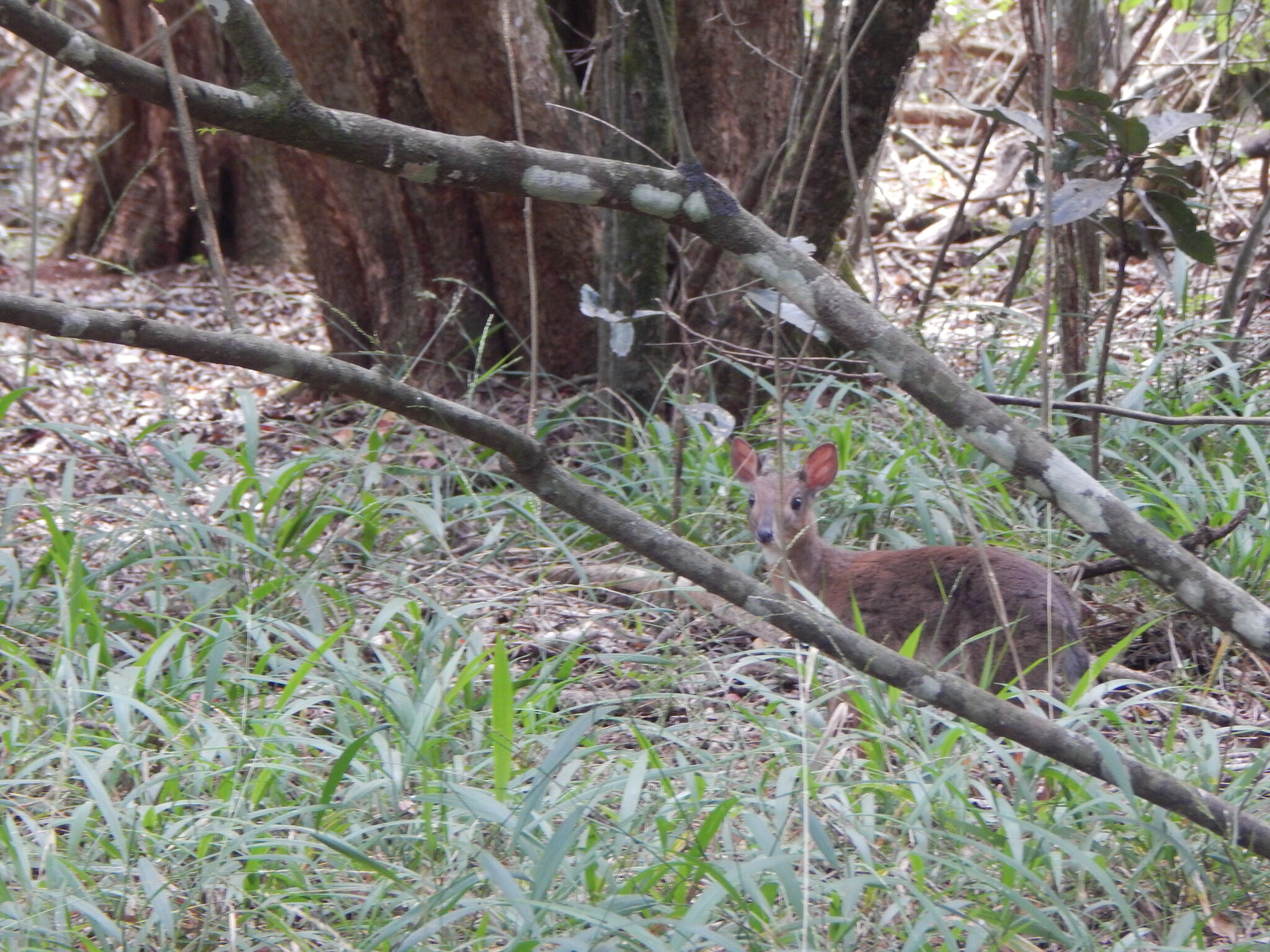 Neotragus moschatus (Von Dueben, 1846)