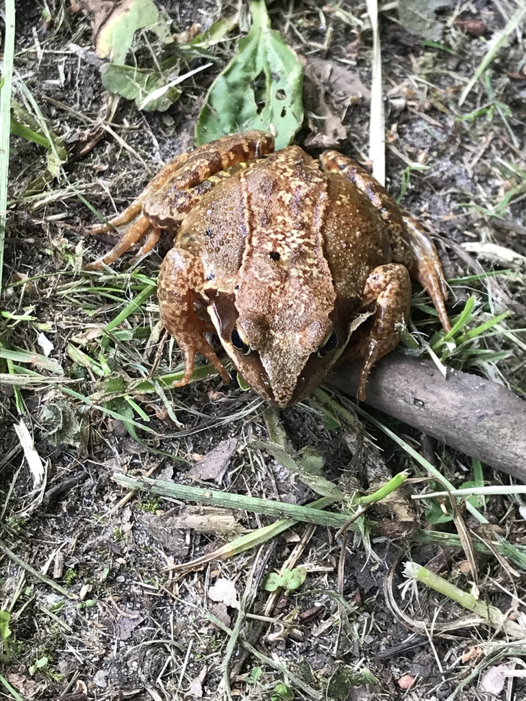 European Common Frog from Torpet, Hovborg, Syddanmark, DK on June 18 ...