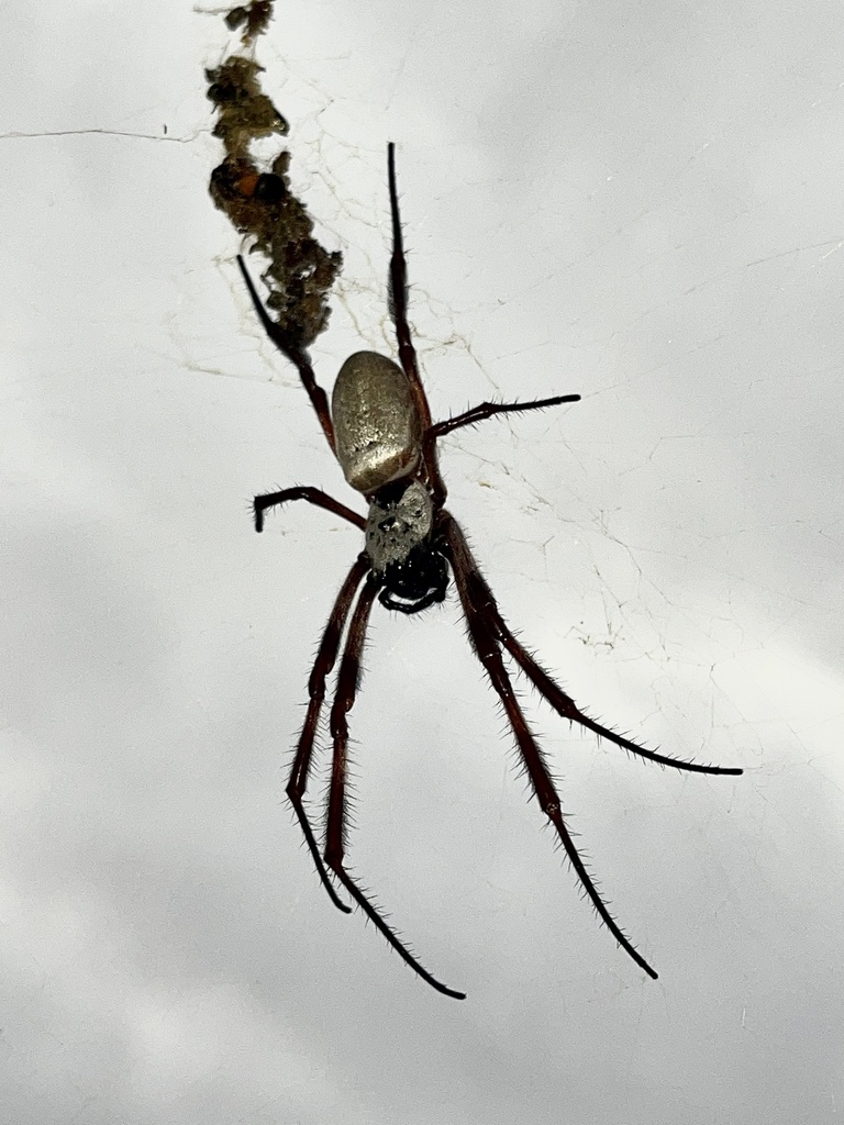 Australian Golden Orbweaver from Tableland Ward, Rocklea, WA, AU on ...