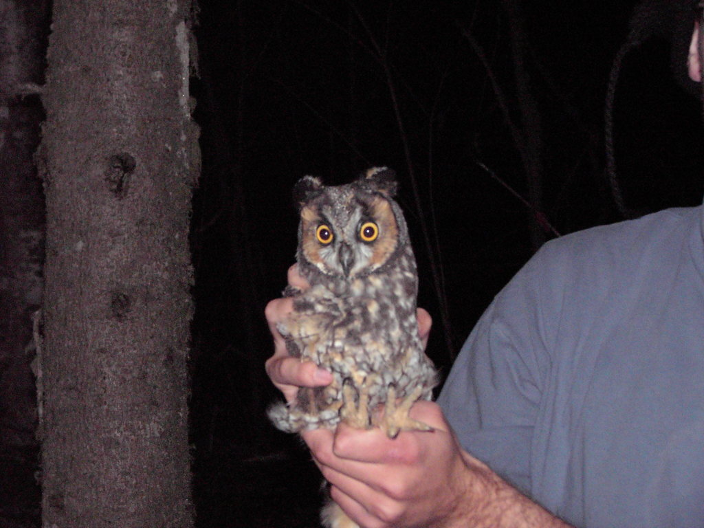 Long-eared Owl from Thunder Bay District, ON, Canada on October 25, 2003 at 11:23 PM by Mark ...