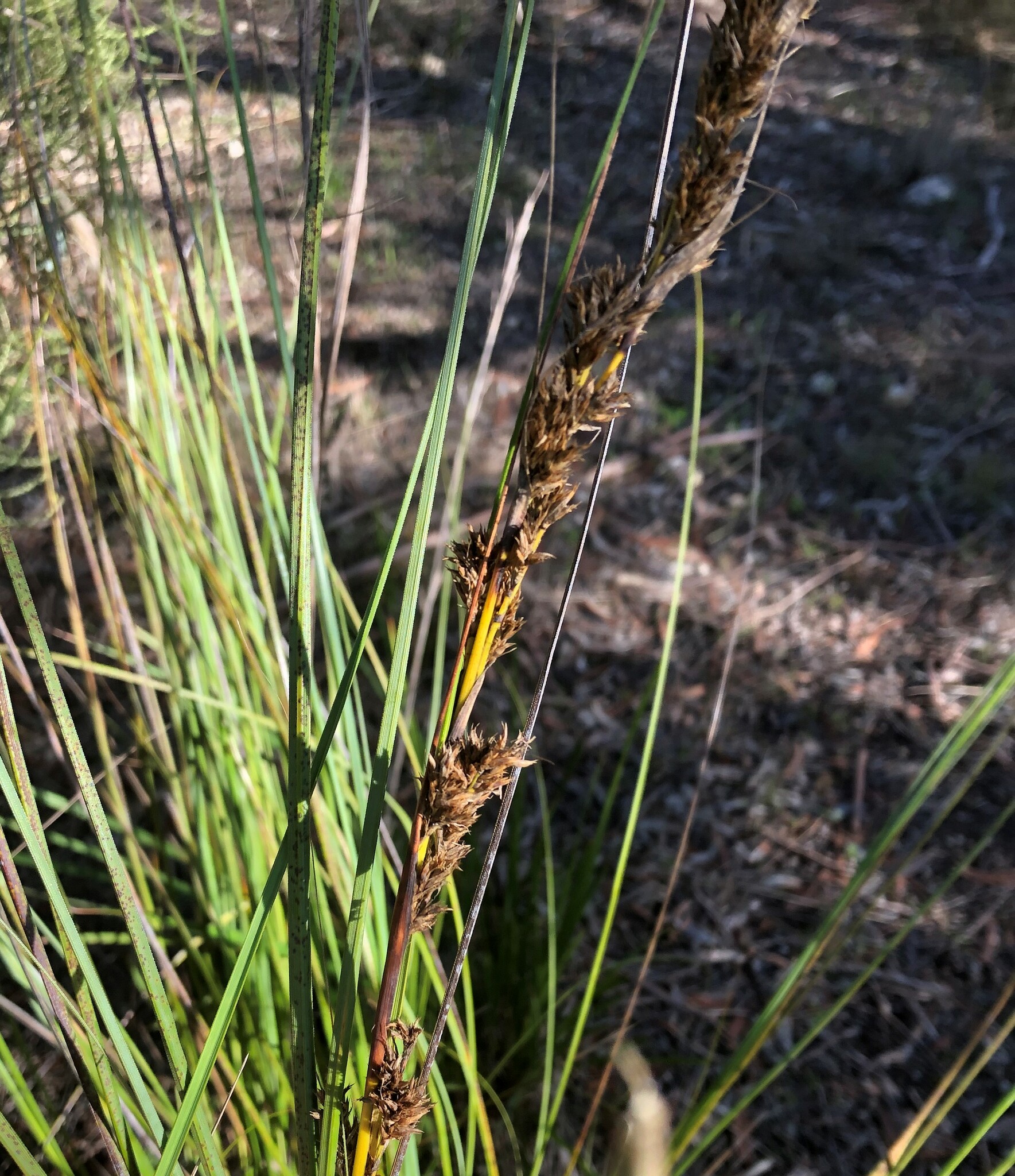 Gahnia filum (Labill.) F.Muell.