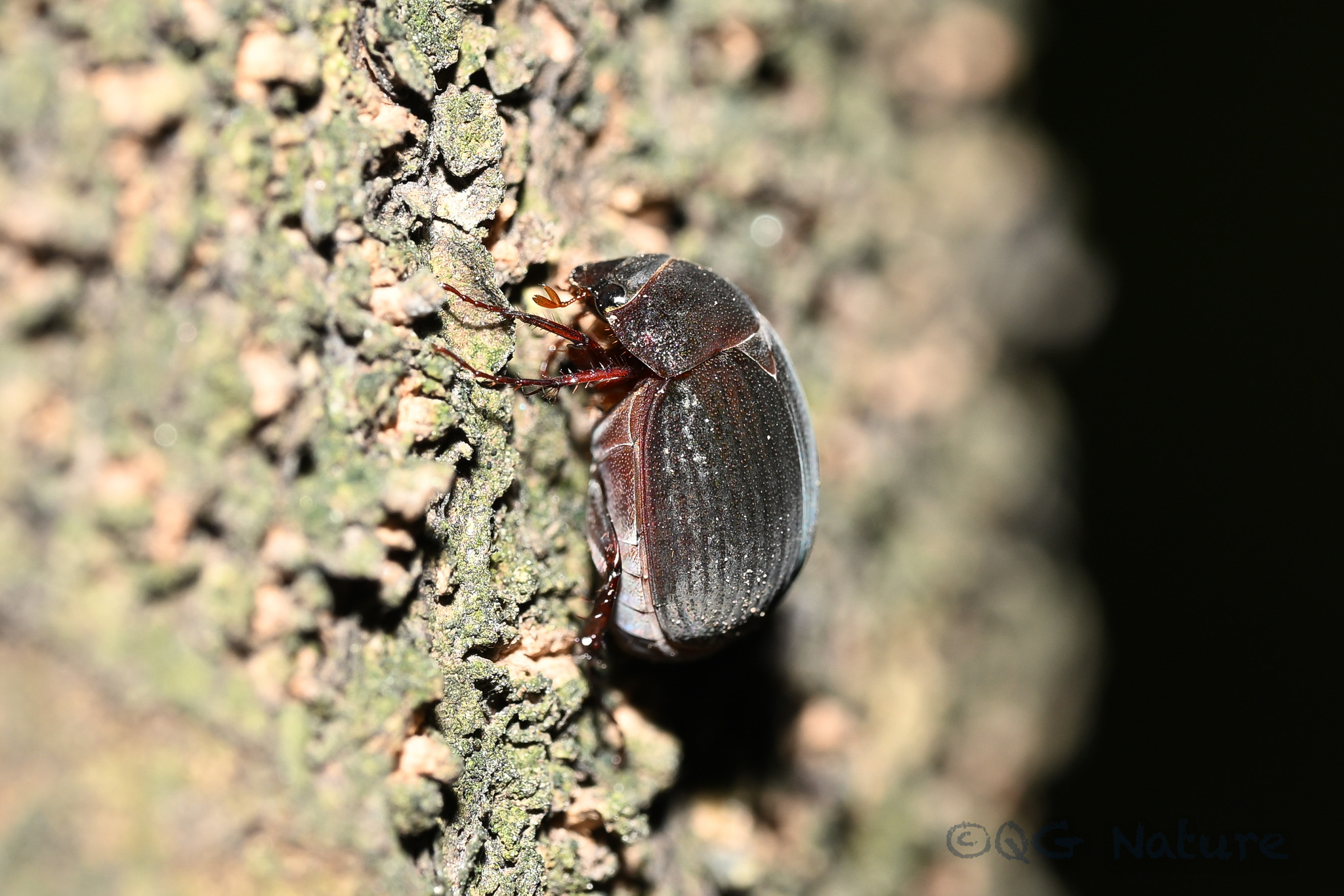Maladera orientalis (Motschulsky, 1857)