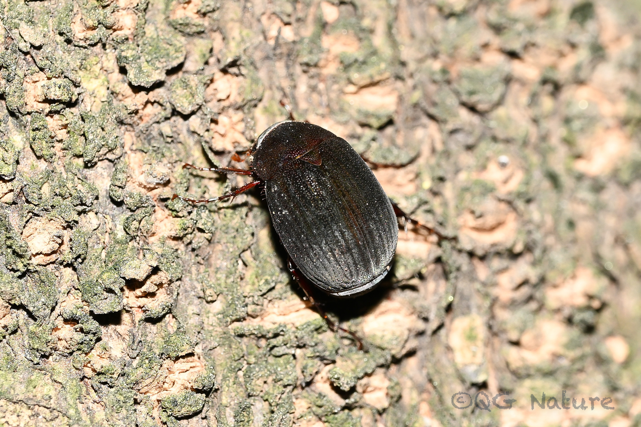 Maladera orientalis (Motschulsky, 1857)