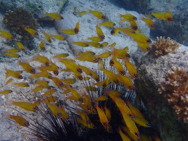 Yellow Cardinalfish (Ostorhinchus luteus) - Marine Life Identification
