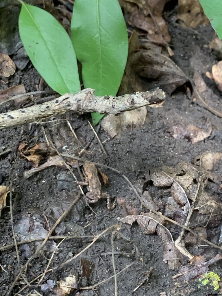 European Toad from Strada Decebal, Ilfov, RO on June 18, 2022 at 10:58 ...