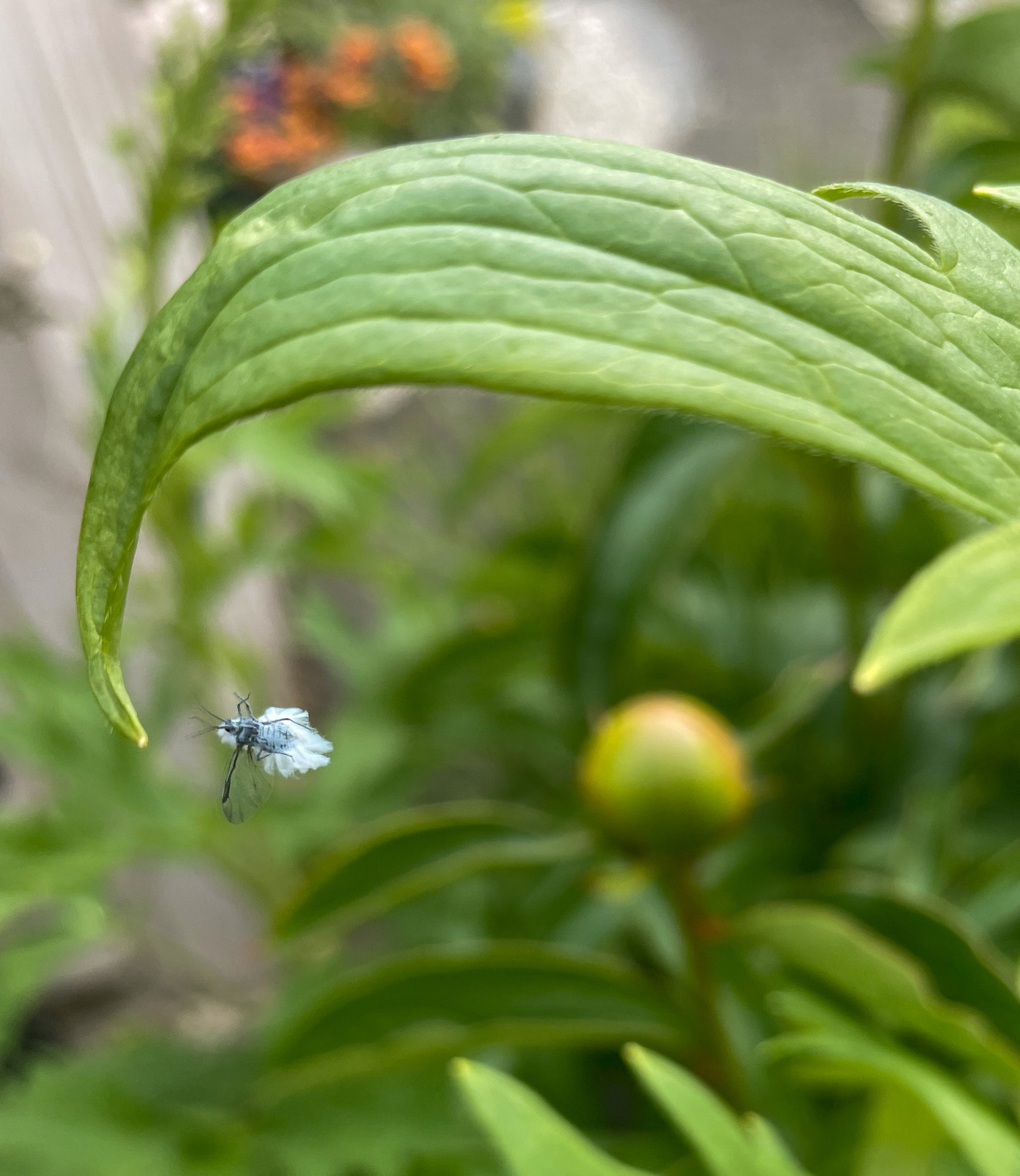 Phyllaphis fagi (Linnaeus, 1761)