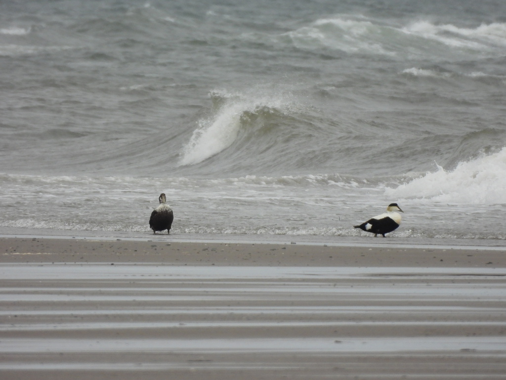 Common Eider from Chemin Cedrière Sud, NB, Canada on June 17, 2022 at ...