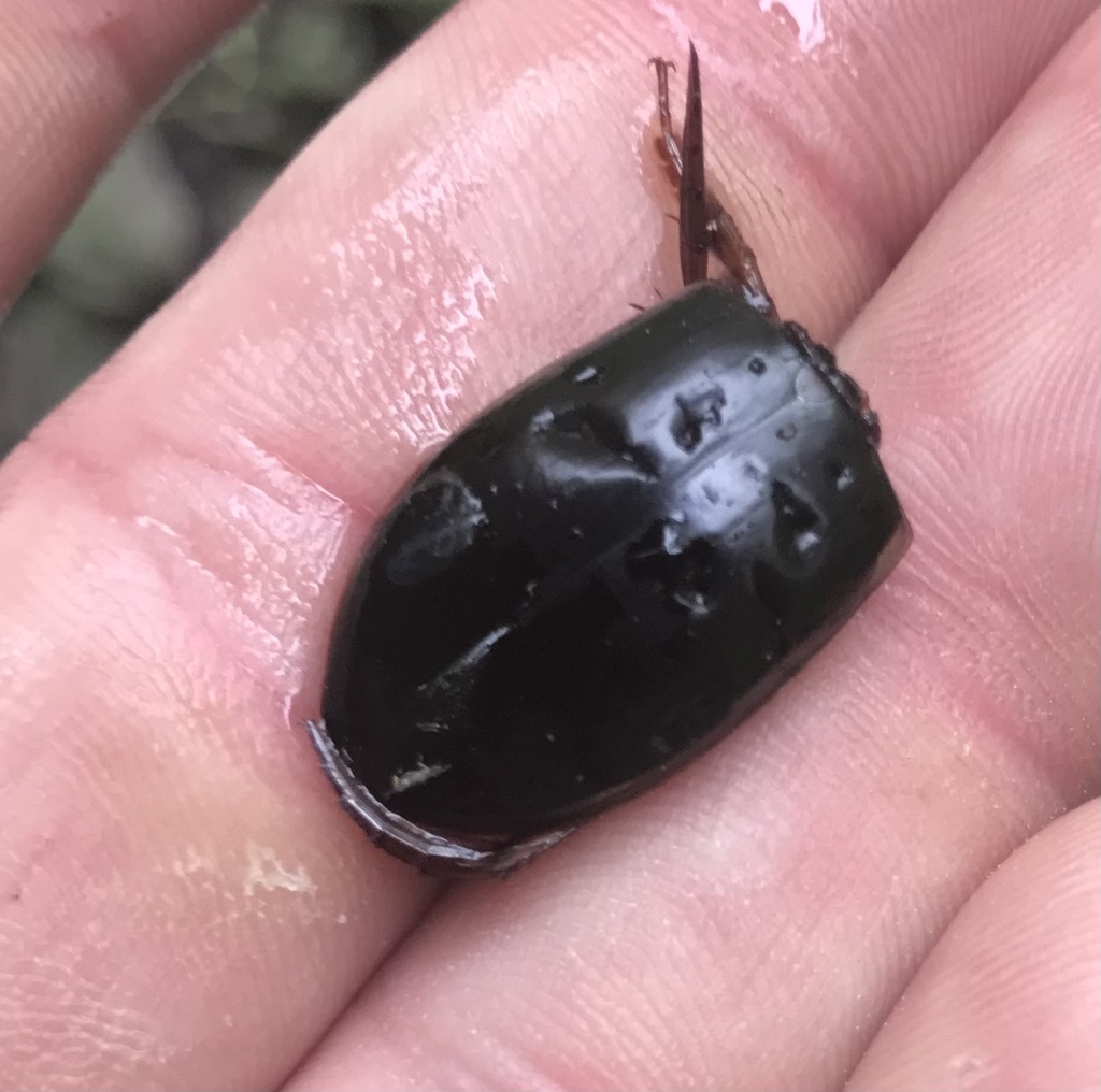 Understriped Diving Beetle from Craig Rd, North Grenville, ON, CA on ...