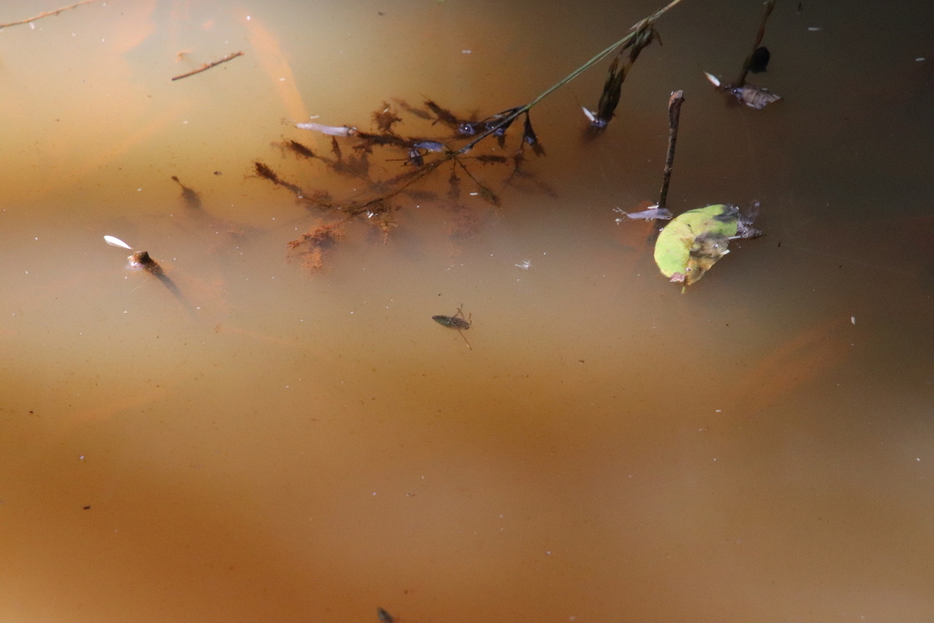 Milky Backswimmers from Broekelei, 3140 Keerbergen, Belgium on June 15, 2022 at 02:50 AM by Isis ...