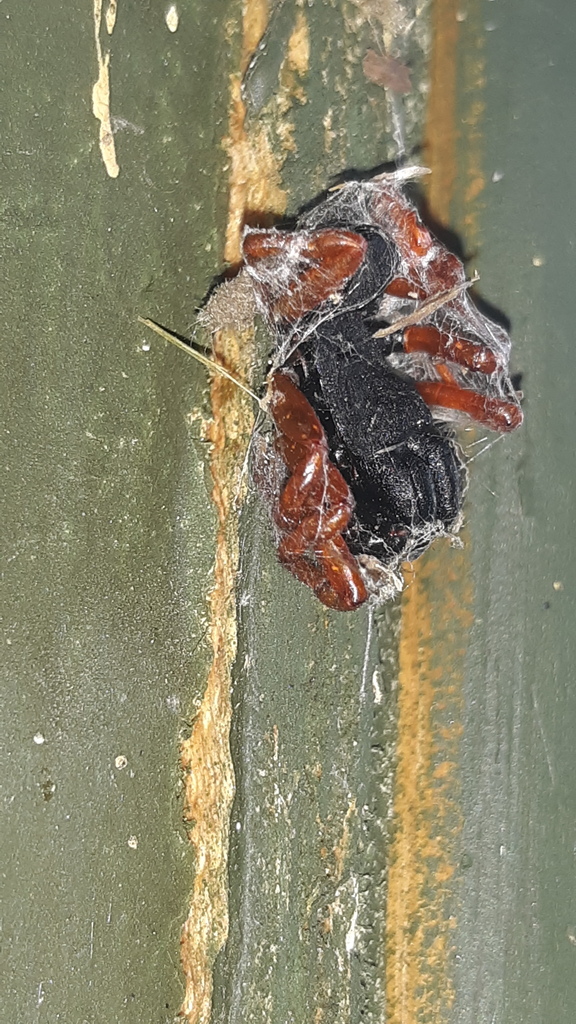 Red-legged Purseweb Spider from Clermont County, OH, USA on June 12 ...
