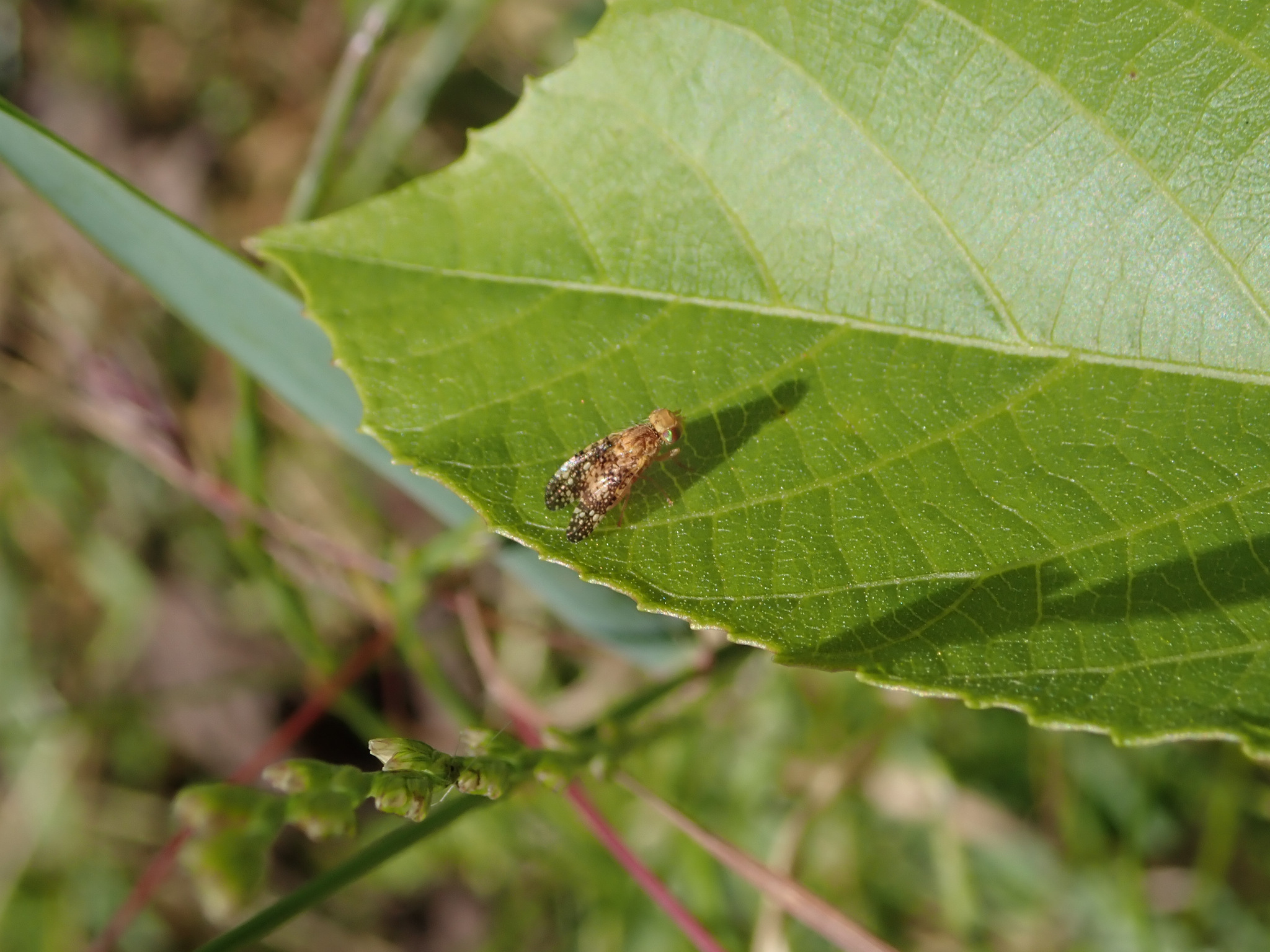 Oxyna flavipennis (Loew, 1844)