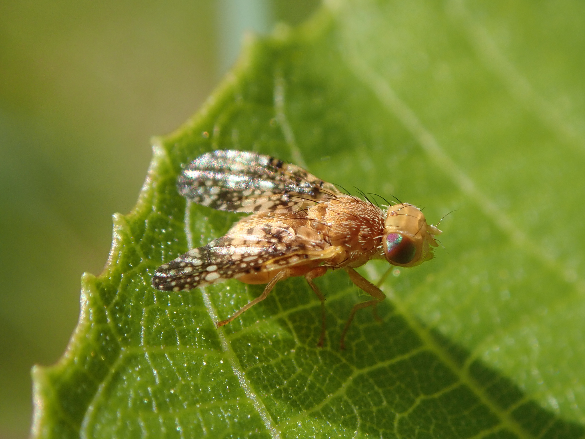 Oxyna flavipennis (Loew, 1844)