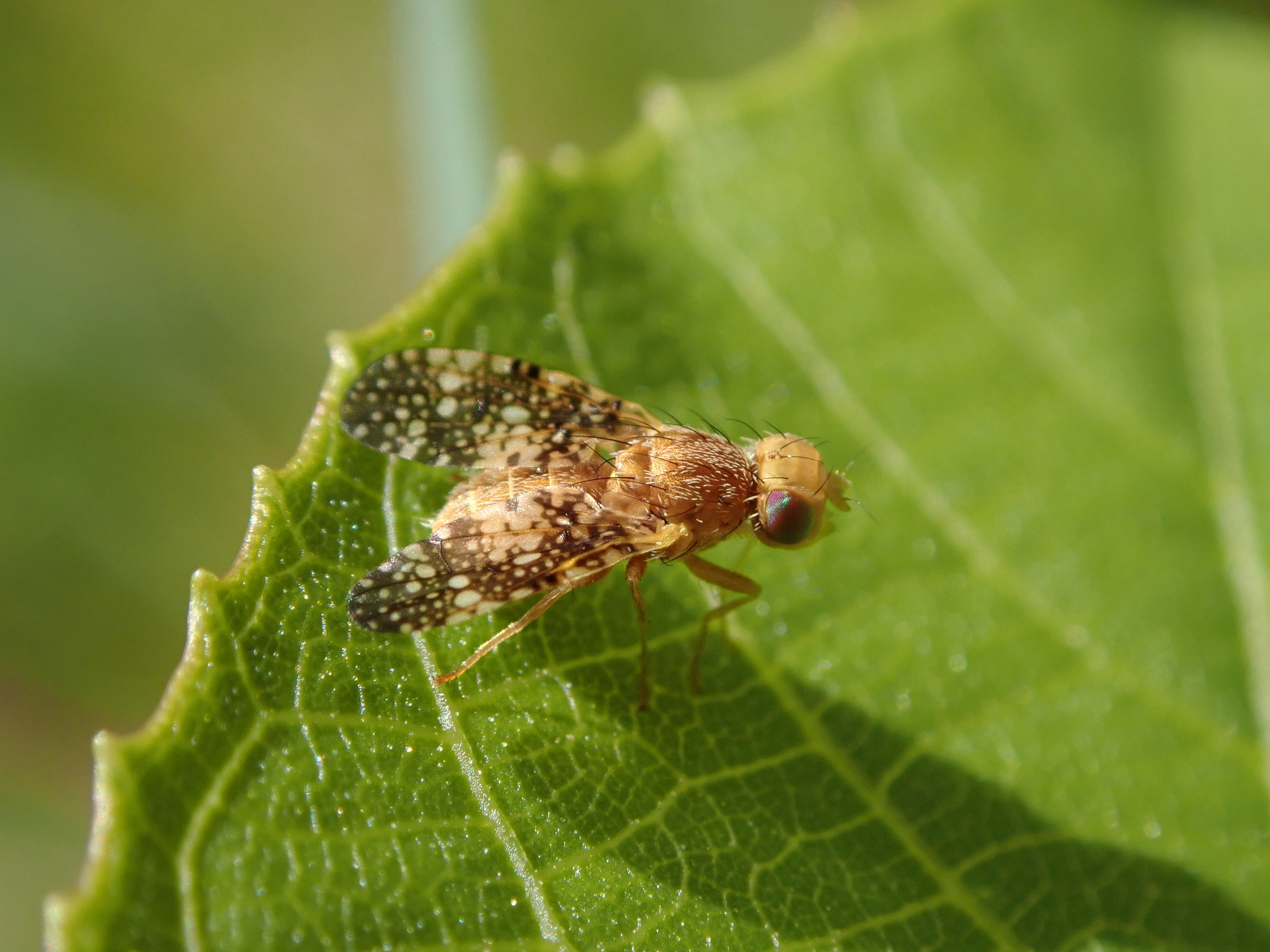 Oxyna flavipennis (Loew, 1844)