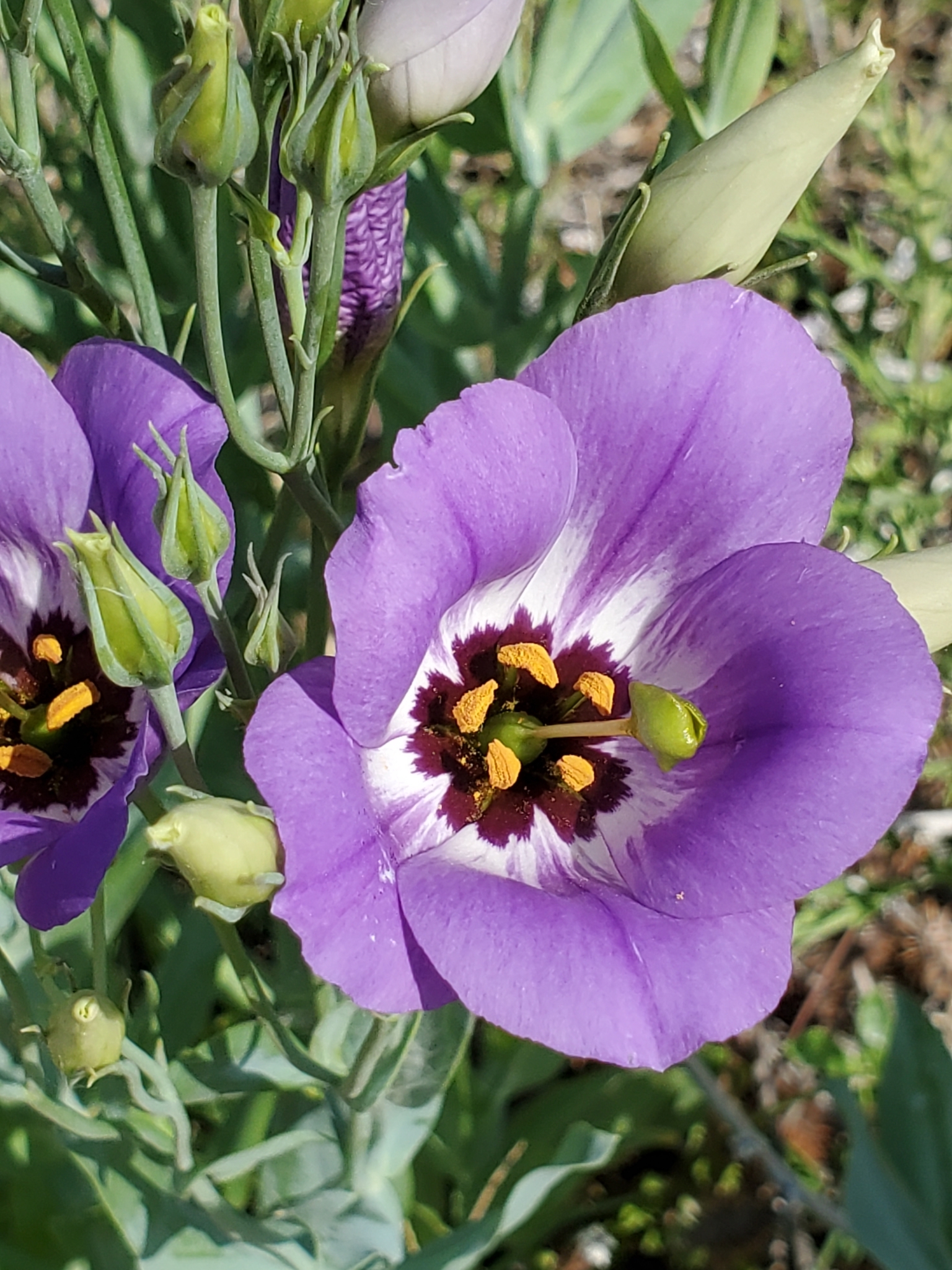Eustoma grandiflorum (Raf.) Shinners