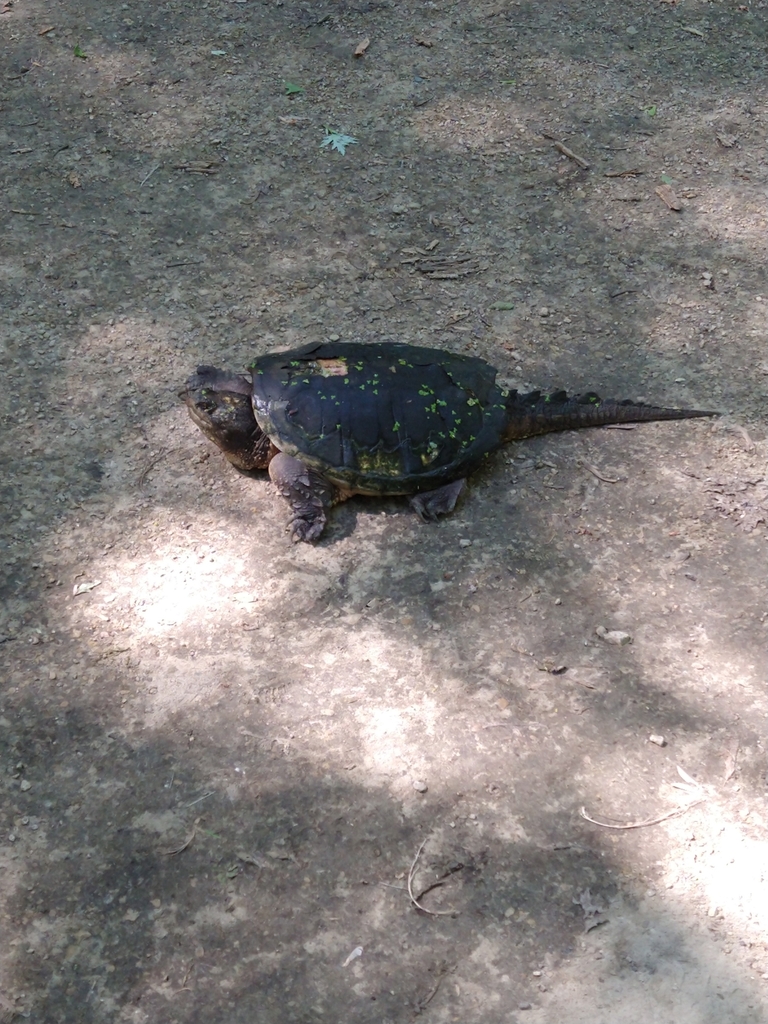Common Snapping Turtle from Minneapolis, MN 55417, USA on June 18, 2022 ...