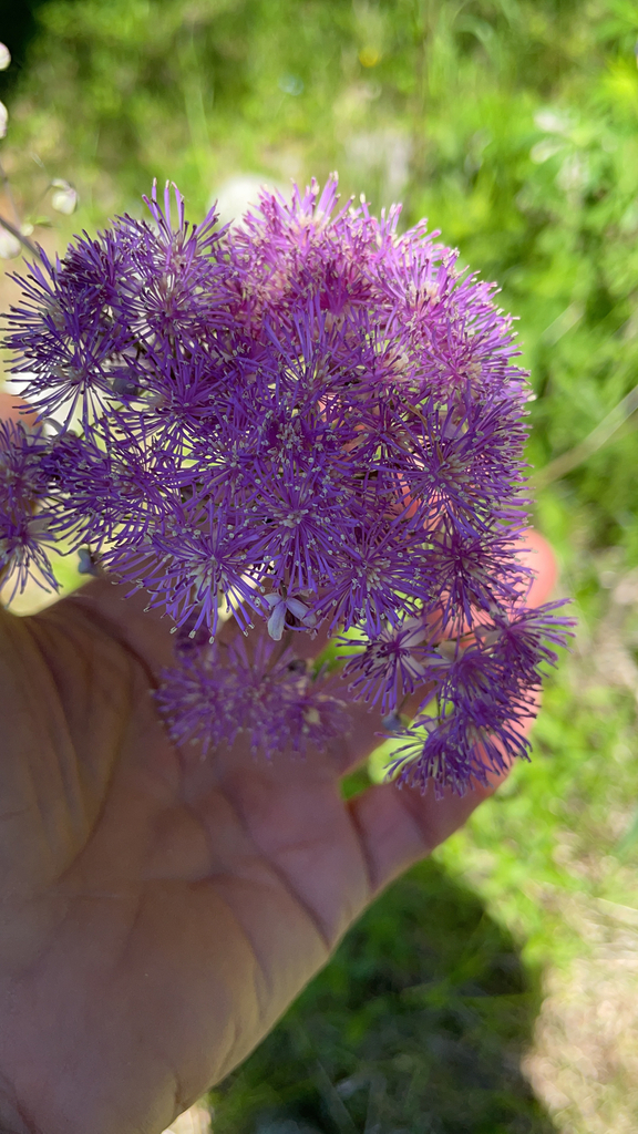French meadow-rue from Cedarville on June 18, 2022 at 11:48 AM by garth ...