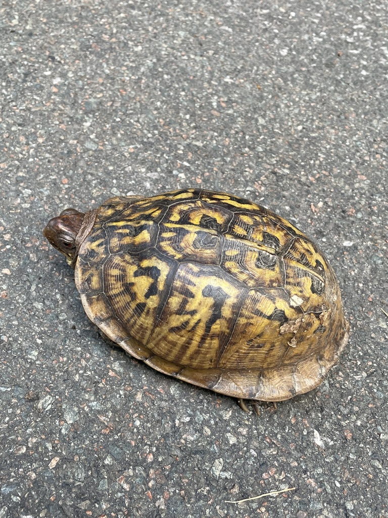 Eastern Box Turtle in June 2022 by gentlemonster98 · iNaturalist