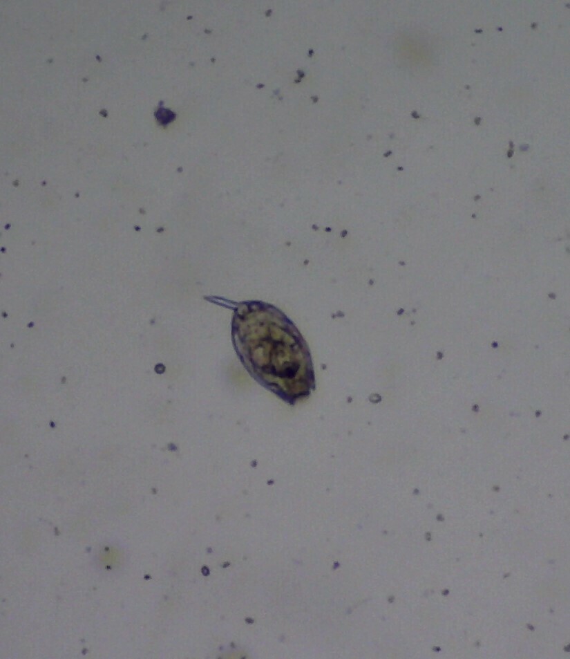 Lecane from Washington County, AR, USA on June 18, 2022 at 10:59 AM by ...