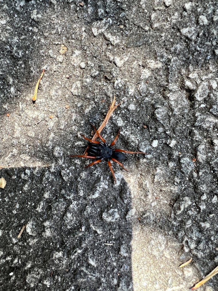 Red-legged Purseweb Spider from Rochelle Dr, Dunwoody, GA, US on June ...