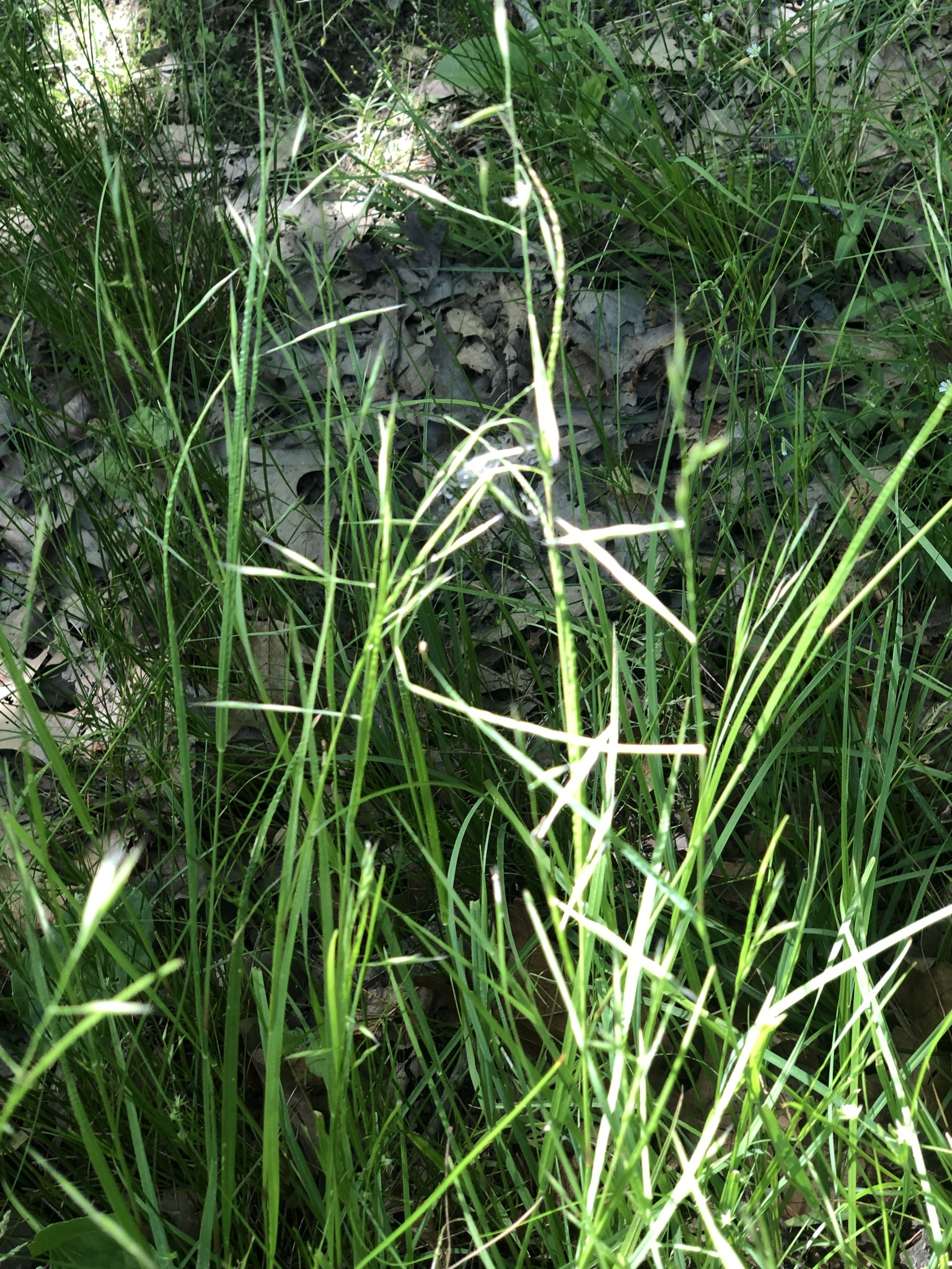 Danthonia compressa Austin