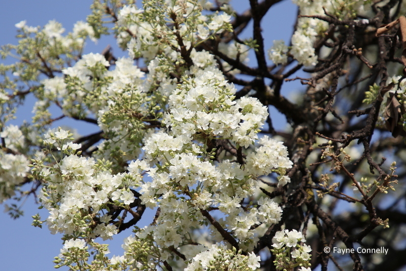 South African Wild Pear from Greater Woodmead Estate on September 19 ...