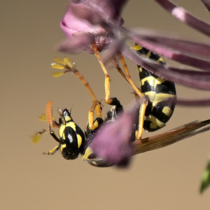 European Paper Wasp from North Omaha, Omaha, NE, USA on June 17, 2022 ...