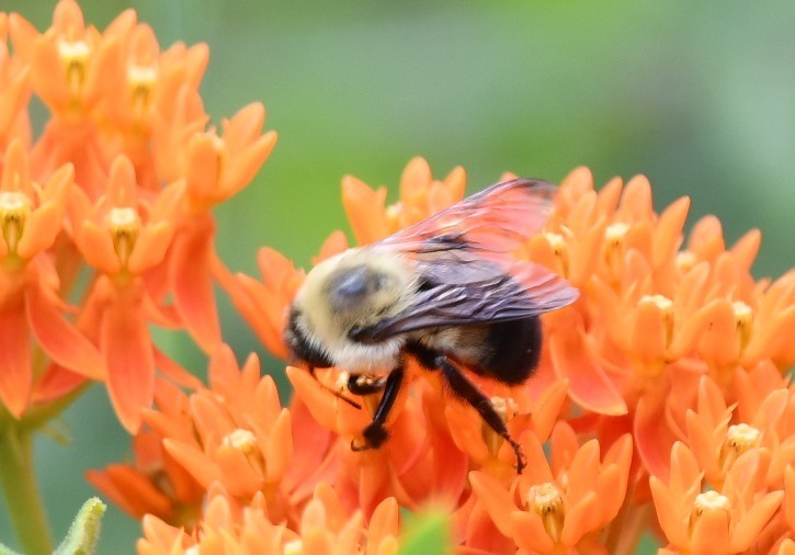 Brown-belted Bumble Bee from Norton, WV 26285, USA on June 18, 2022 at ...